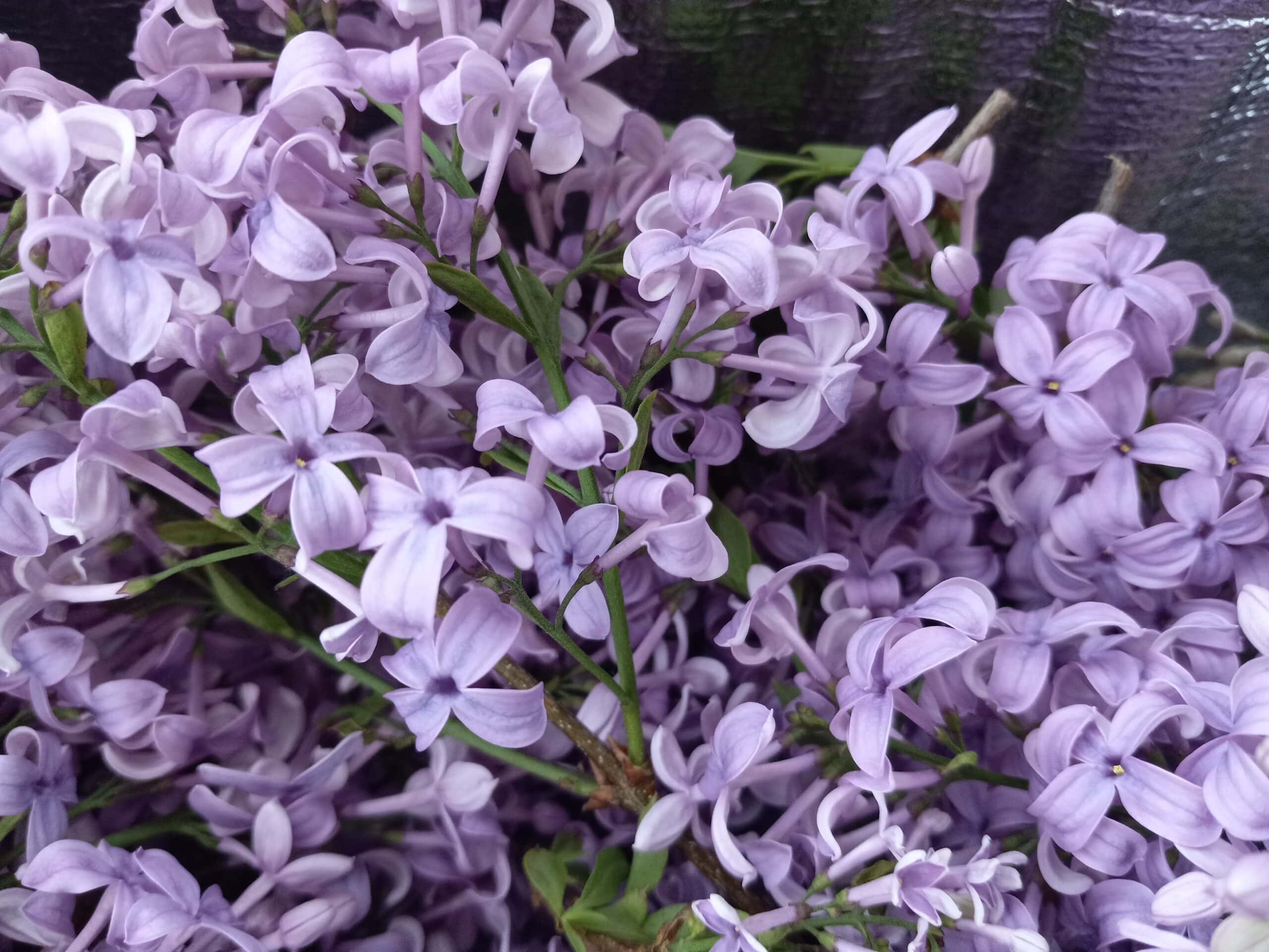 DIY Lilac Simple Syrup: Capturing Spring in a Bottle